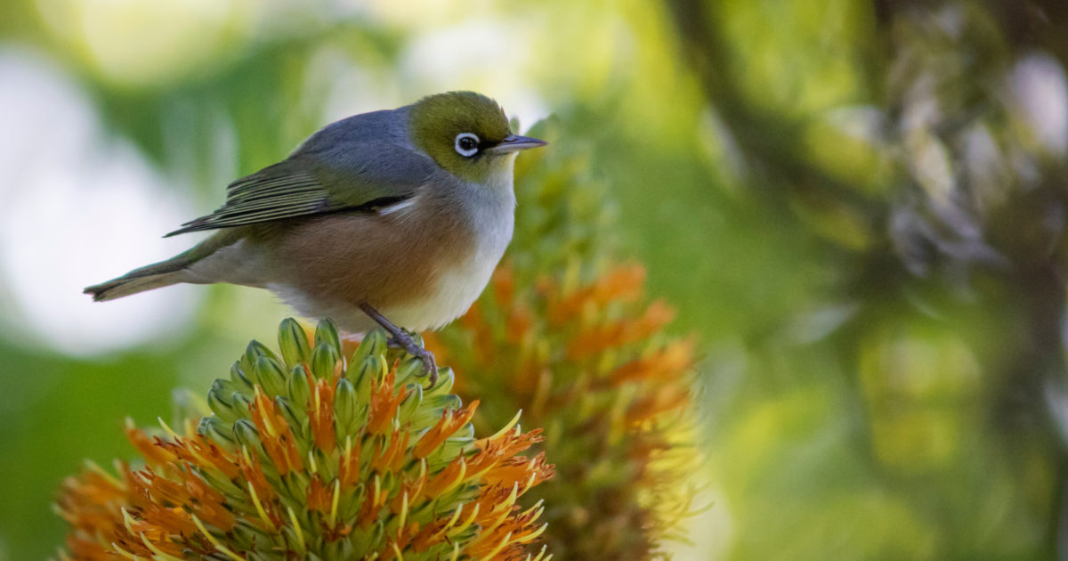 Hello Biodiversity Act 2025, and goodbye (soon) Native Vegetation Act ...