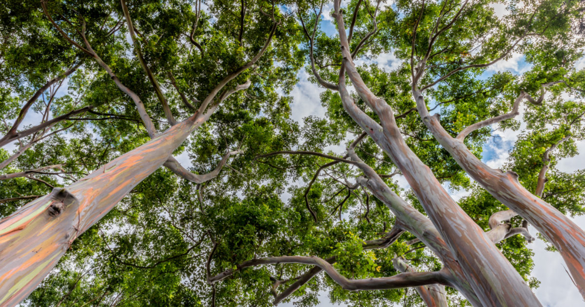 NORMANS ALERT: Significant changes to Significant and Regulated Tree ...